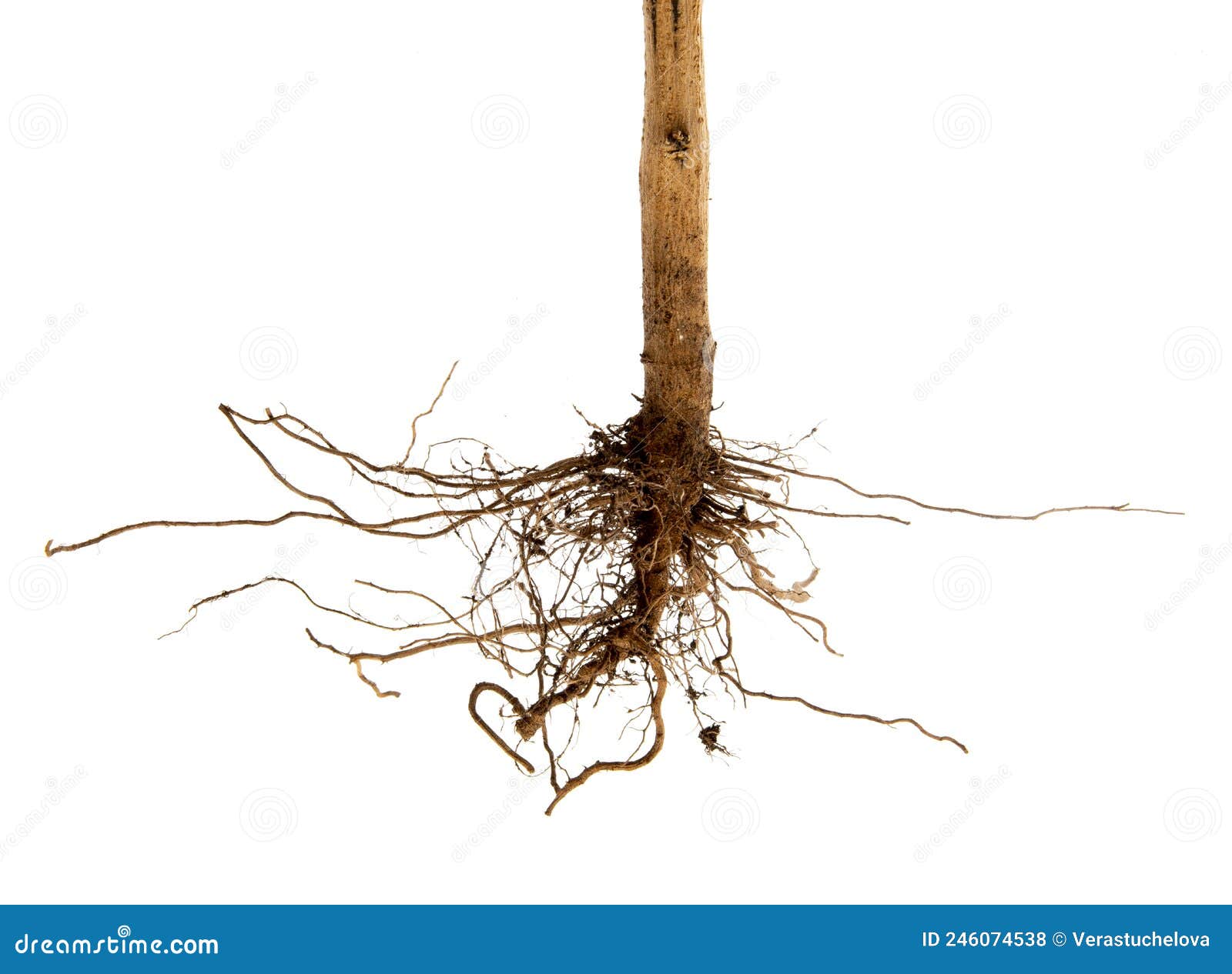 The Tree Roots Silhouettes Isolated on a White Background Stock Photo ...