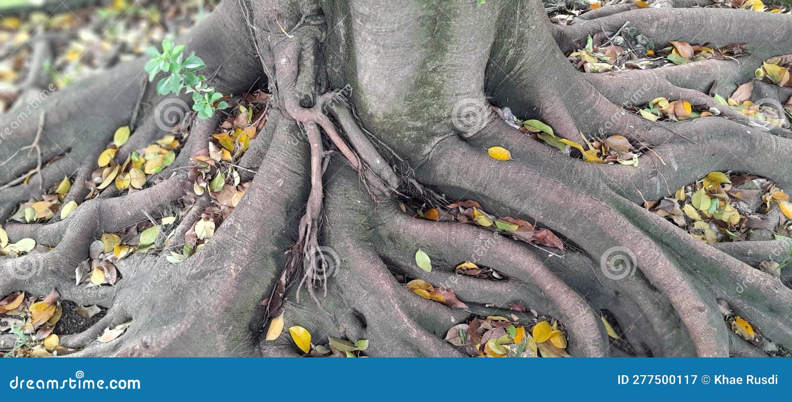 Tree Roots Sinking into the Ground Stock Image - Image of yellow ...