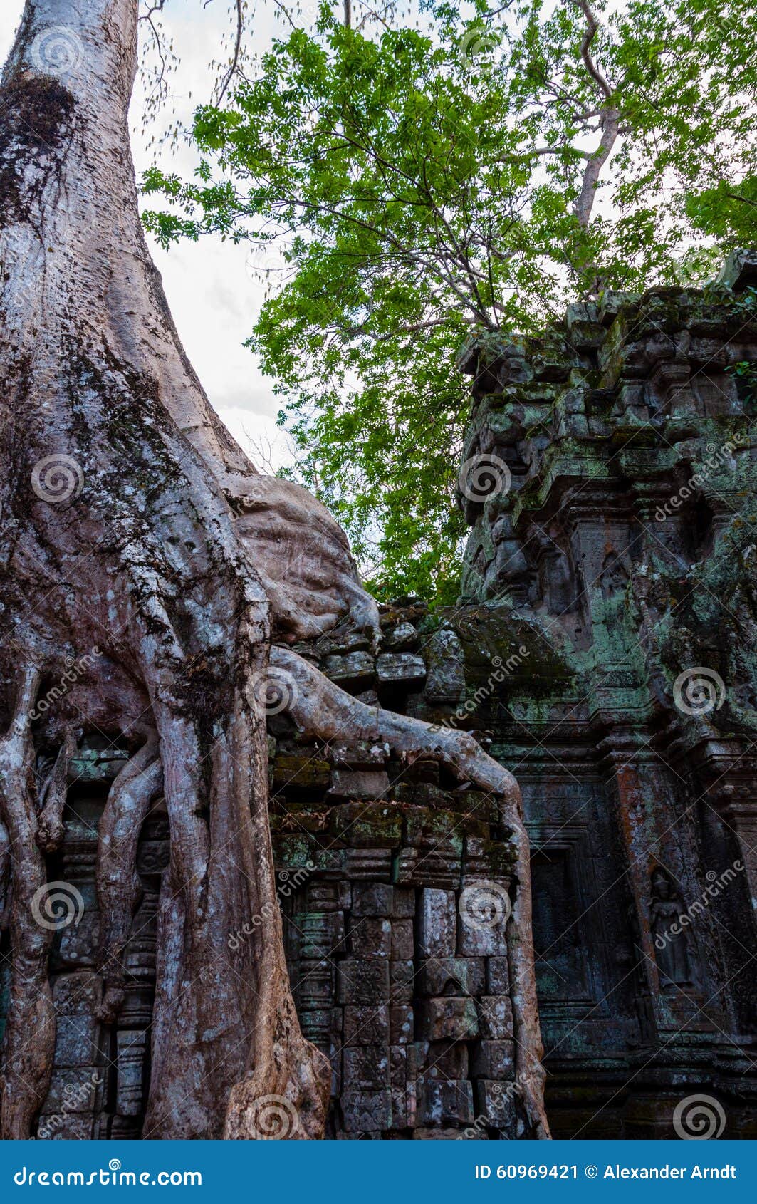 Tree with Roots Sitting on Stone Temple Ta Prohm Stock Image - Image of ...