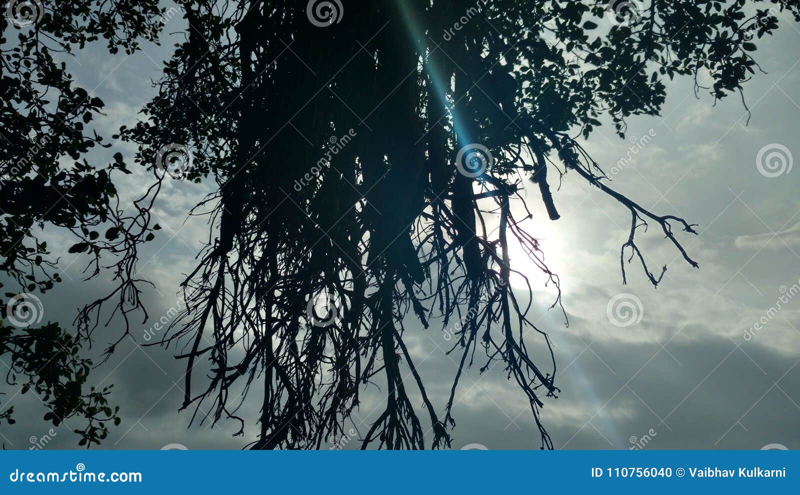 Tree roots in sky stock photo. Image of view, beautiful - 110756040