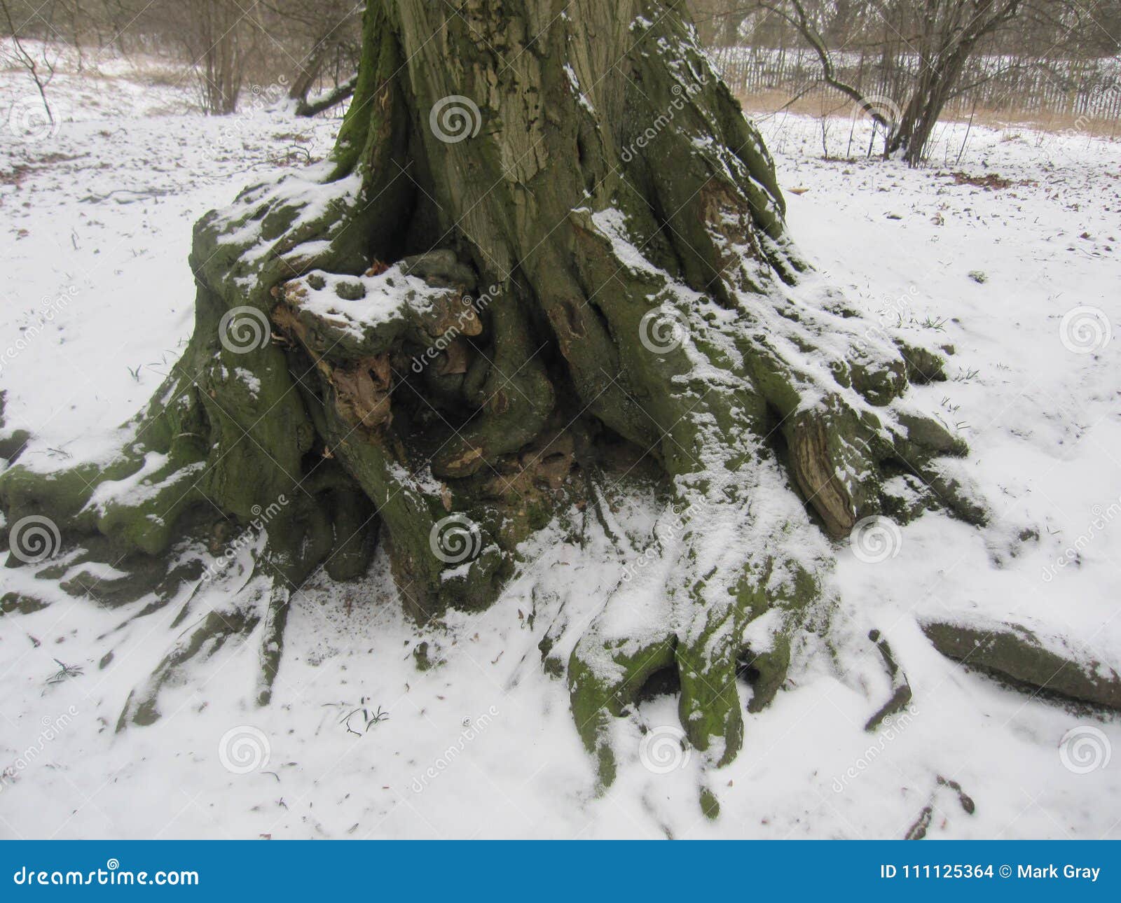 Tree Roots In The Winter