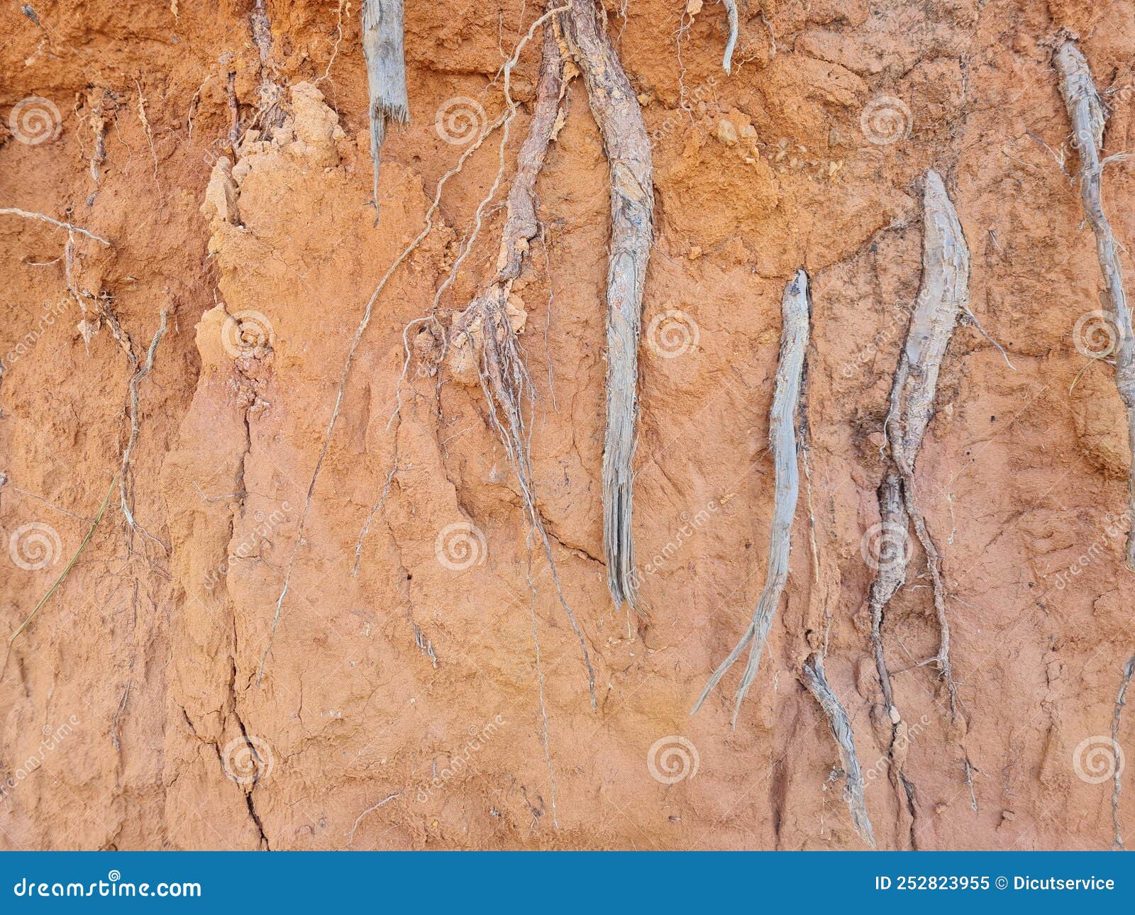Tree roots in the soil stock image. Image of agriculture - 252823955