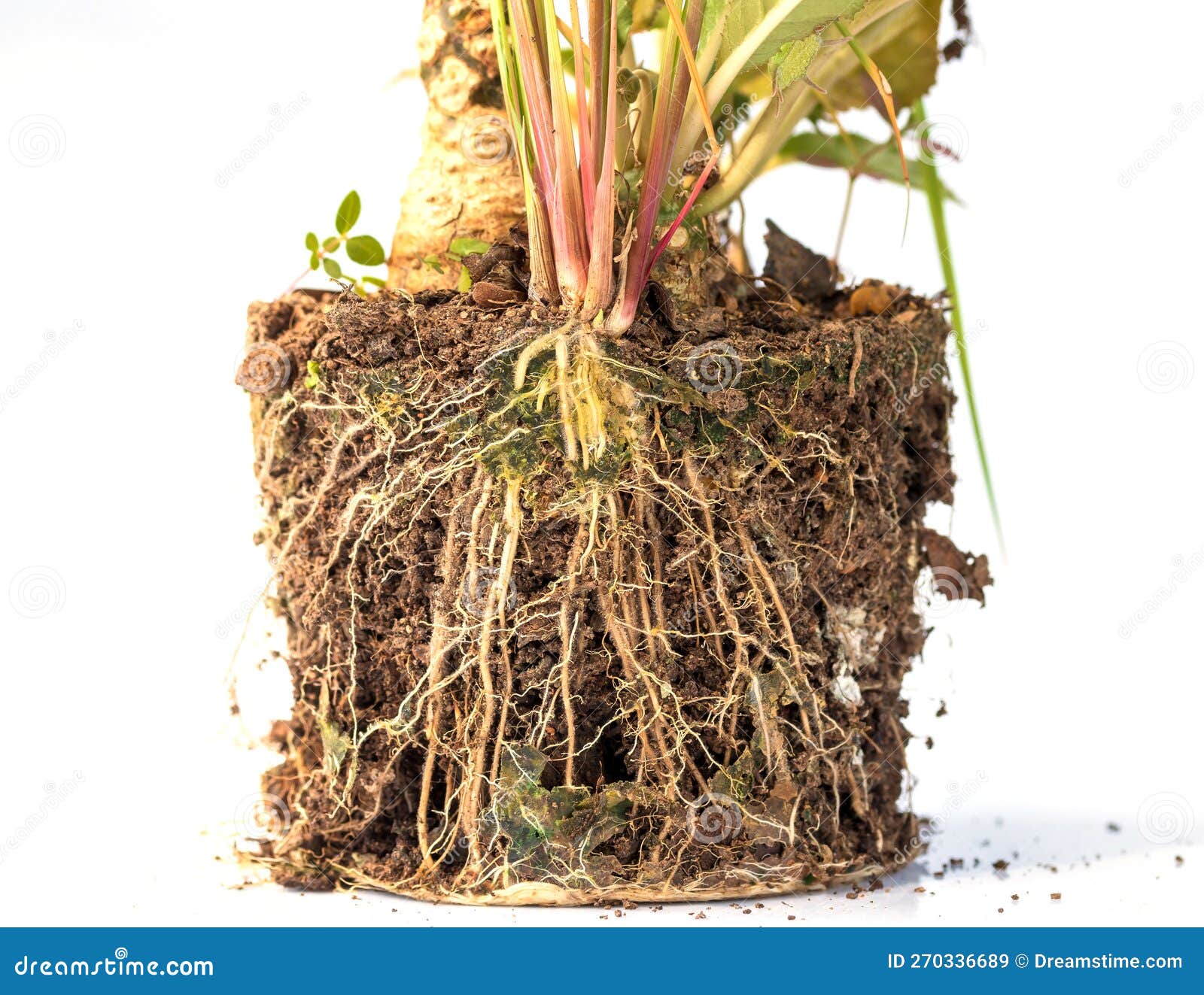 Tree Roots and Soil on White Stock Image - Image of ecology, growth ...