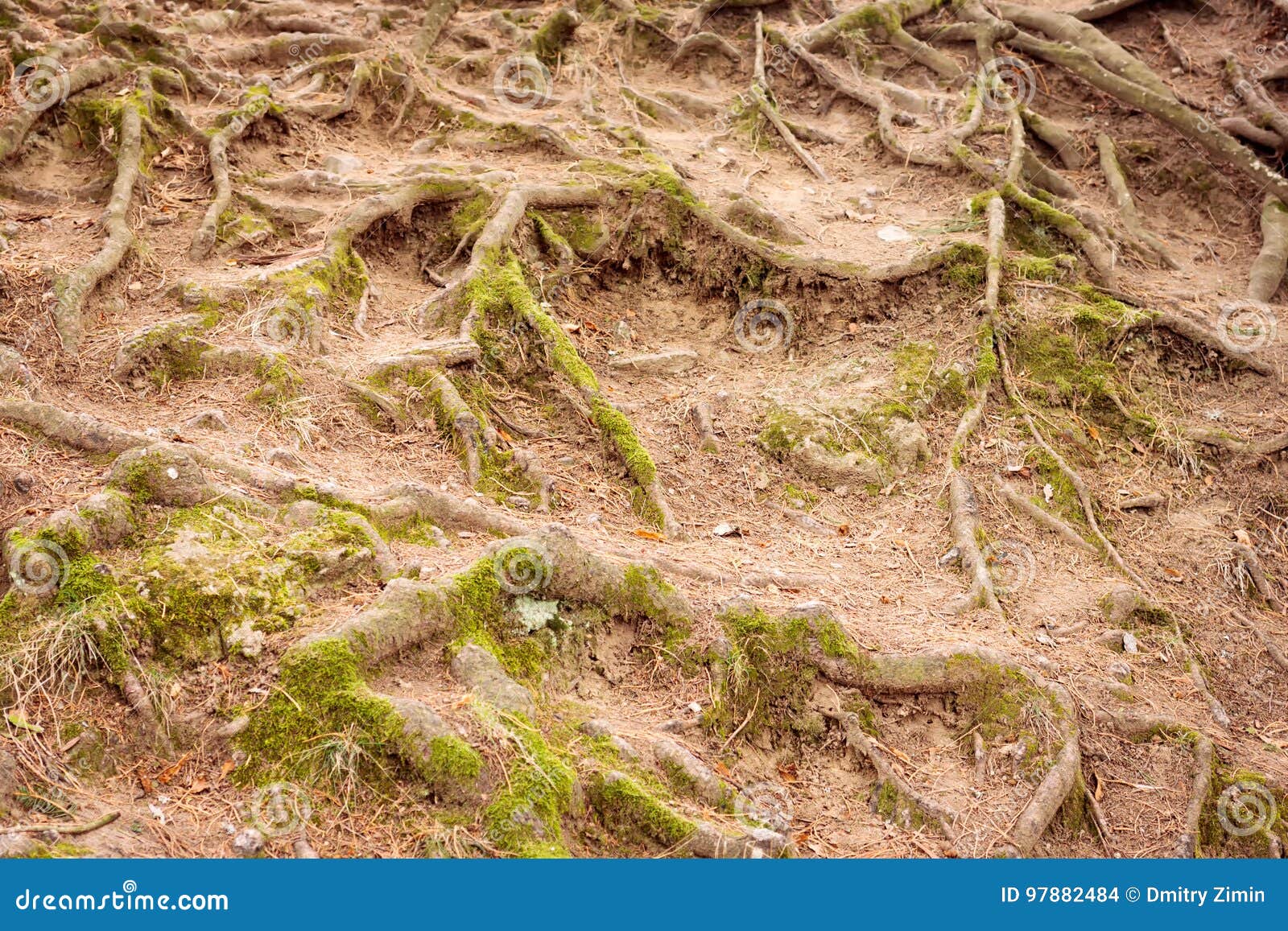 Tree roots with some moss stock photo. Image of nature - 97882484