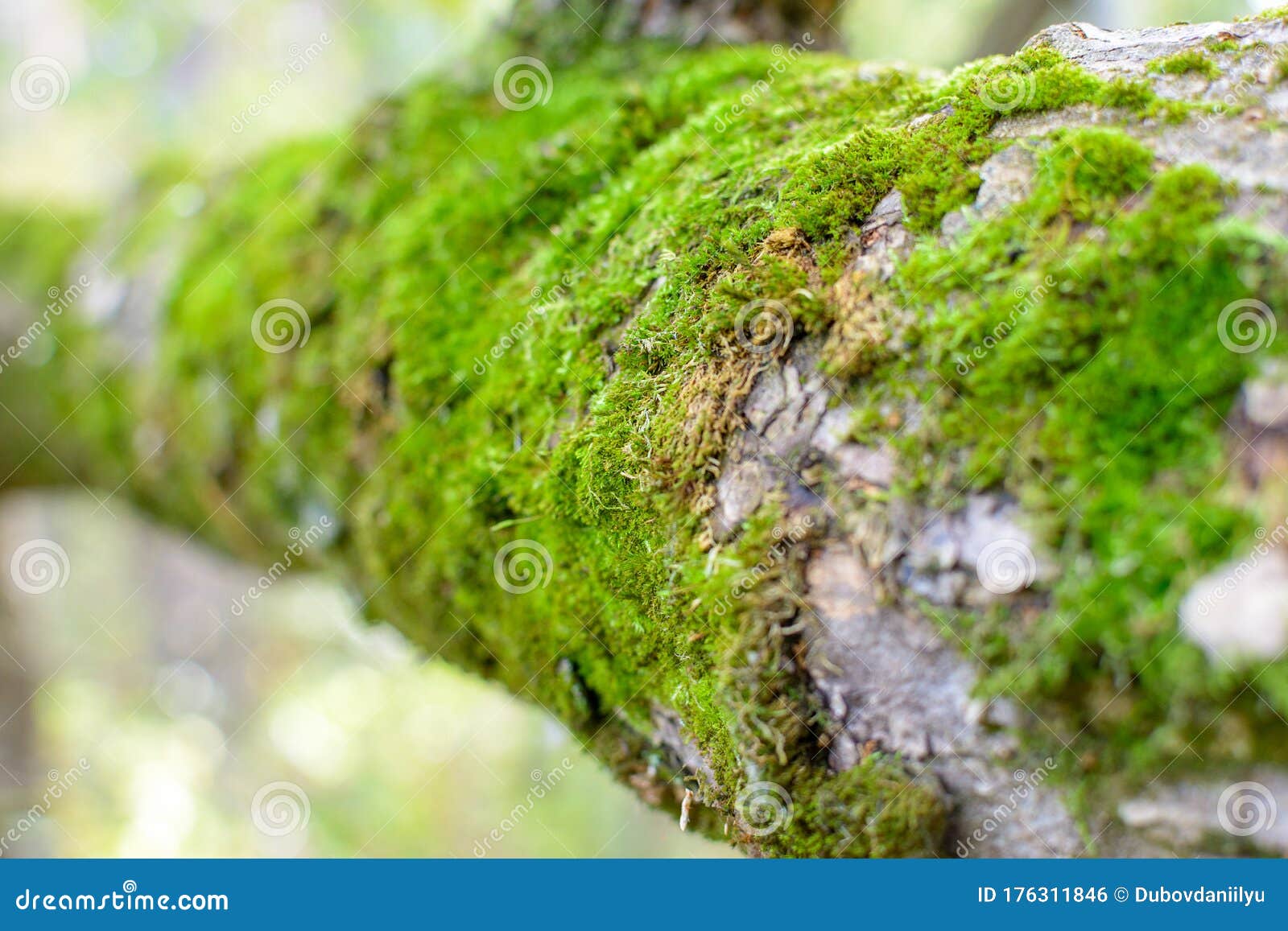 Tree Roots in Southern Forest Covered with Moss Greenery Stock Photo ...