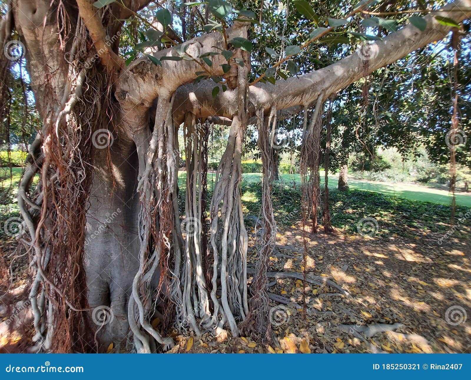 Tree roots stock image. Image of produce, autumn, special - 185250321