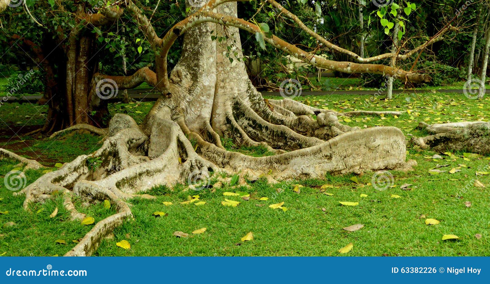 Tree Roots Spreading Along the Ground Stock Photo - Image of growing ...