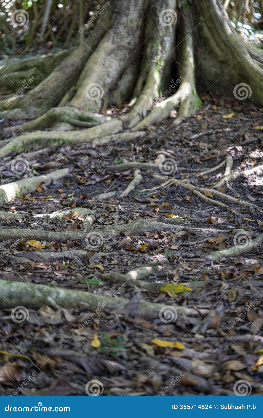Tree Roots Spread in a Ground in a Park Stock Photo - Image of closeup ...