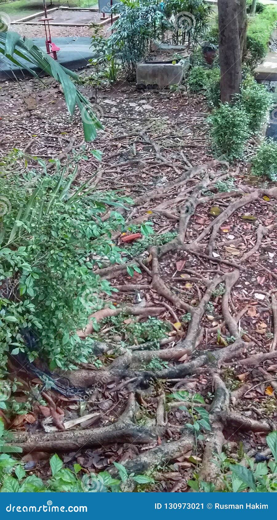 Banyan tree roots stock image. Image of spread, ground - 130973021