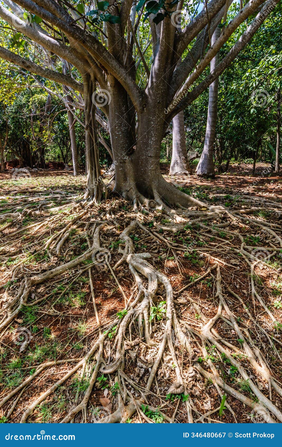 A Tree with Roots that are Spread Out in the Dirt Stock Image - Image ...