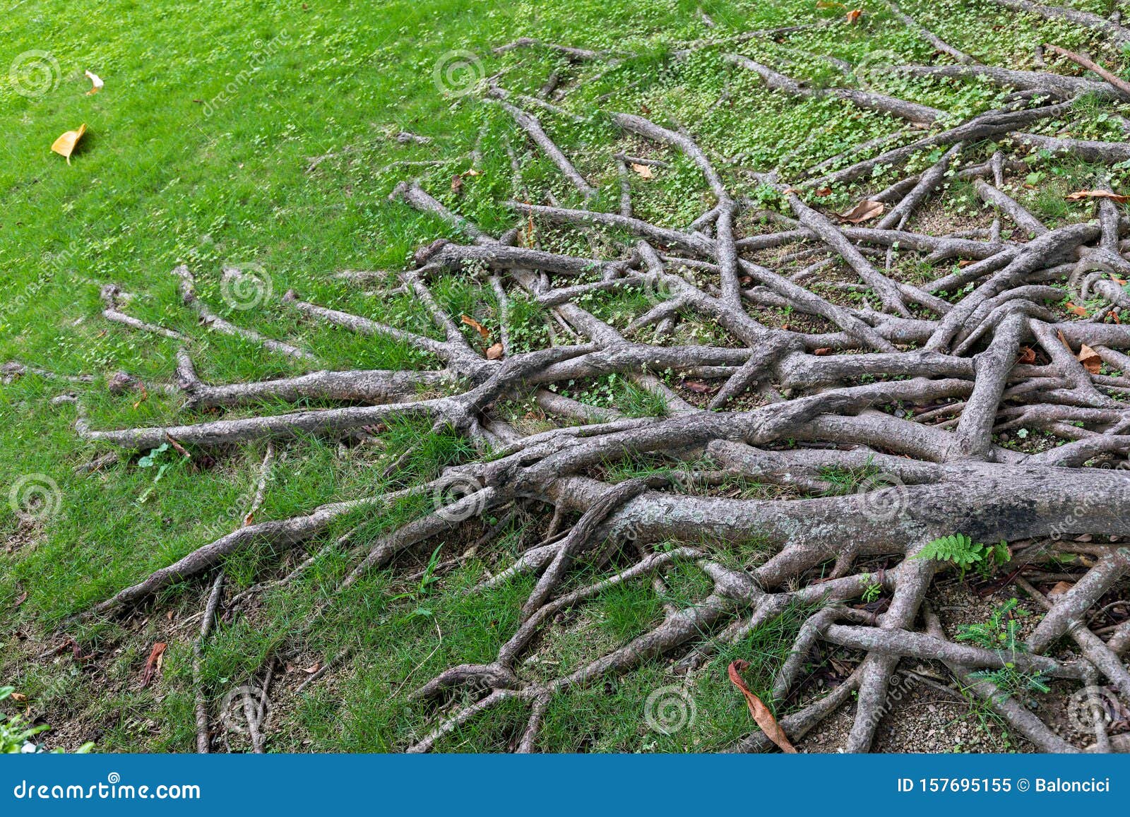 Spread Roots stock image. Image of asia, growing, roots - 157695155
