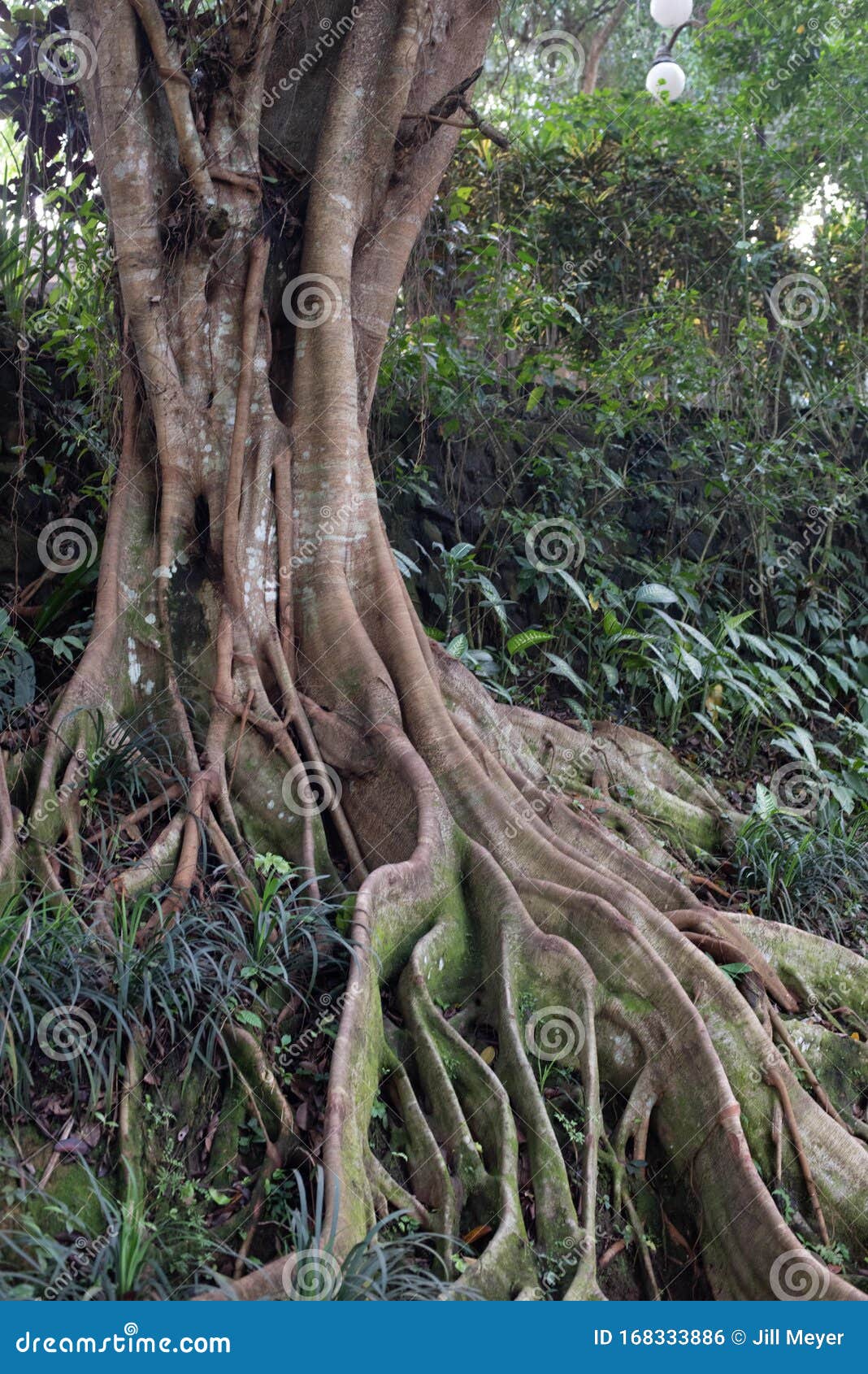 Tree Roots Spreading Out on To Trail Stock Photo - Image of forest ...