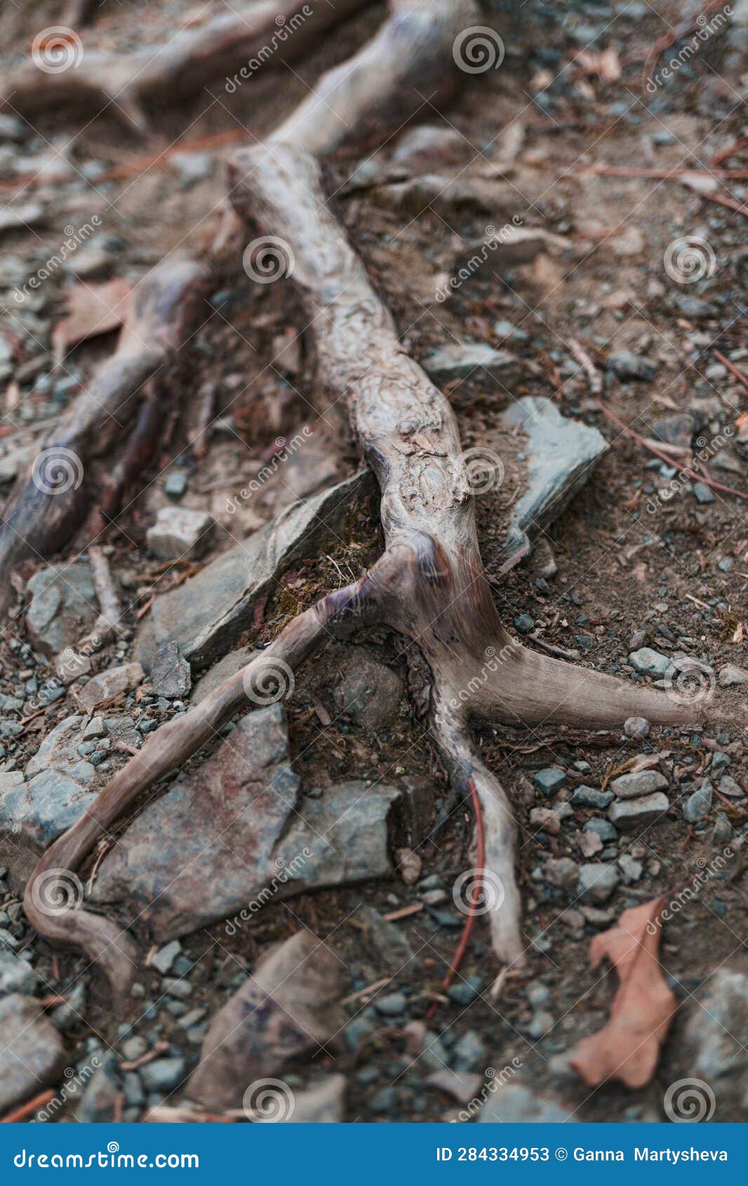 Tree Roots Sprouting through Rocky Mountain Surface Stock Image - Image ...