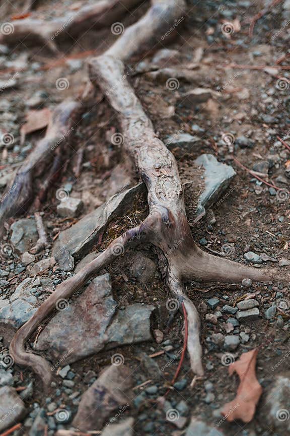 Tree Roots Sprouting through Rocky Mountain Surface Stock Image - Image ...