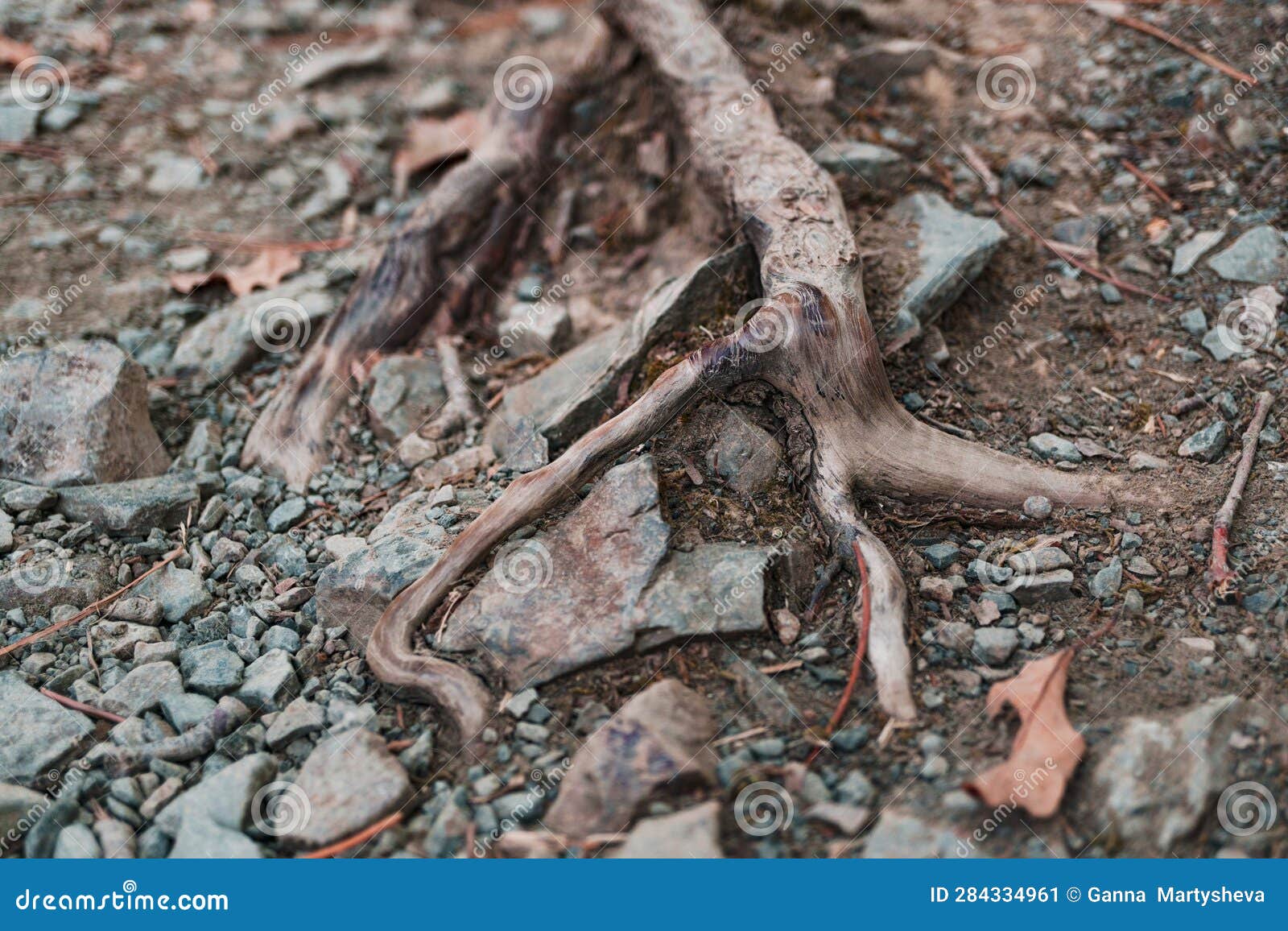 Tree Roots Sprouting through Rocky Mountain Surface, Stock Image ...