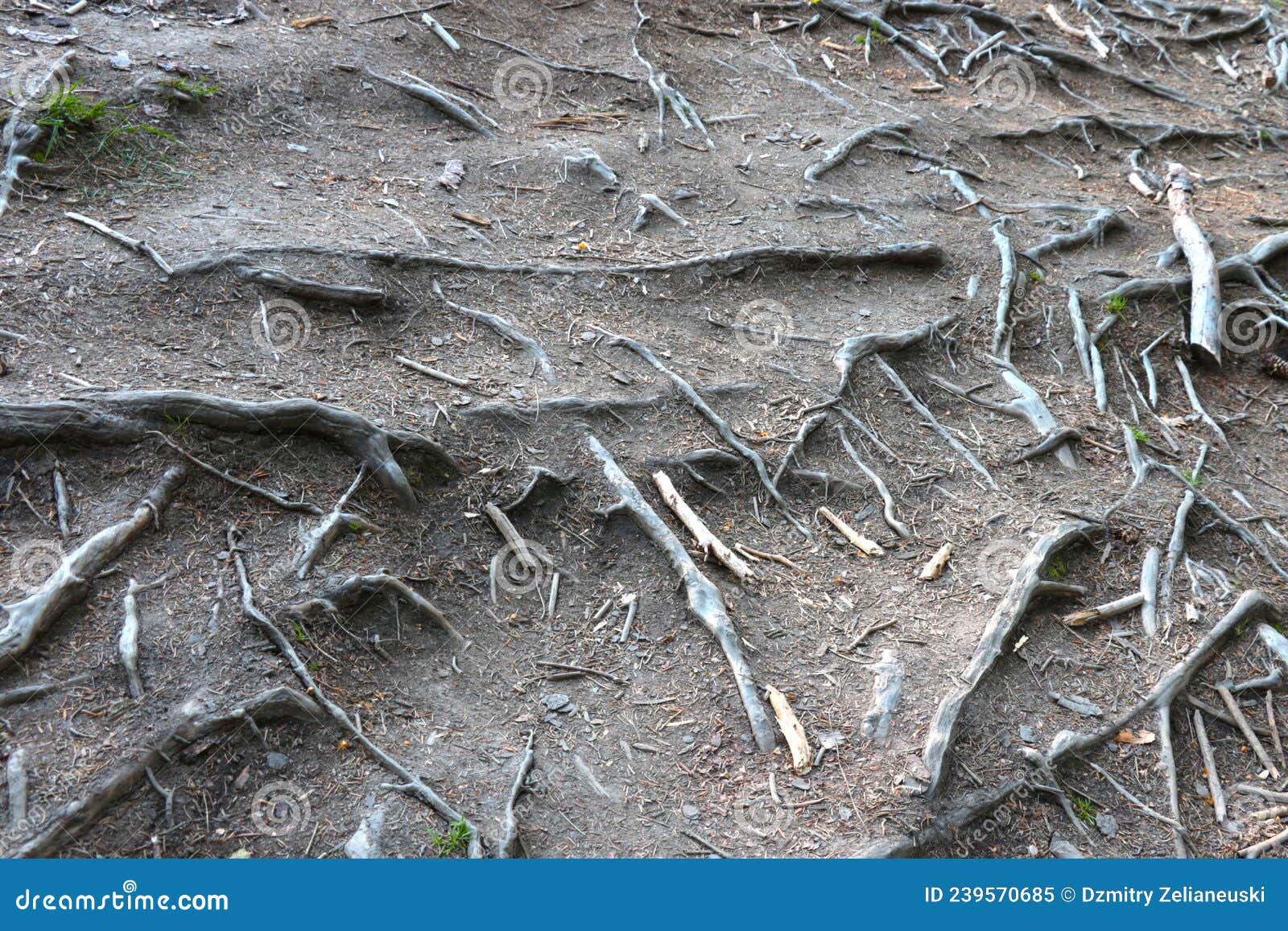 Tree Roots Stick Out of the Ground in the Forest. Stock Image - Image ...