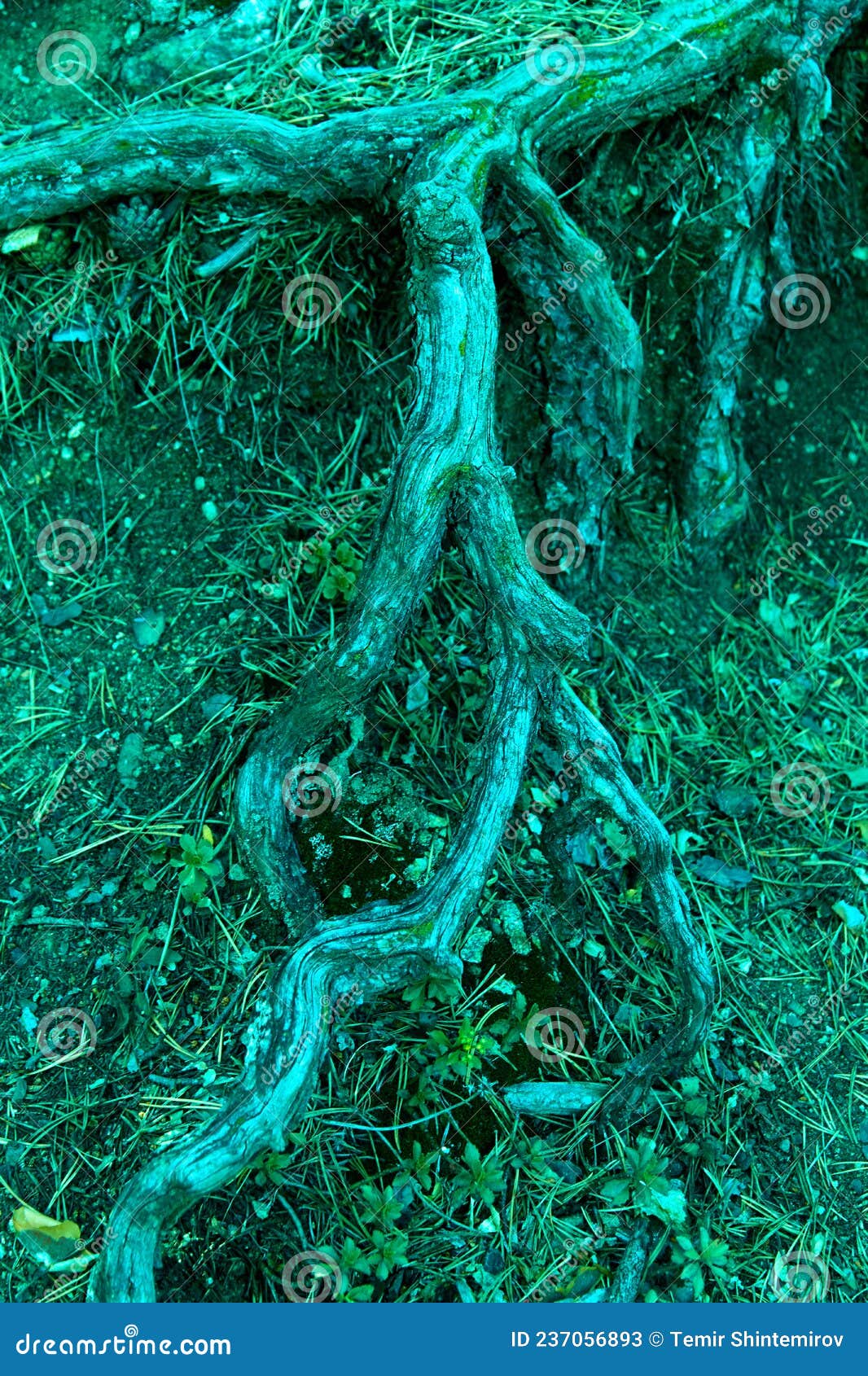 Tree Roots Sticking Out of the Ground Stock Image - Image of forest ...