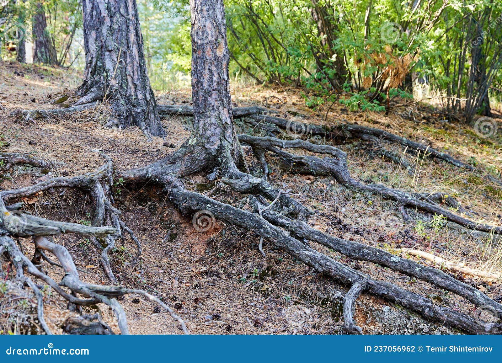 Tree Roots Sticking Out of the Ground Stock Photo - Image of green ...
