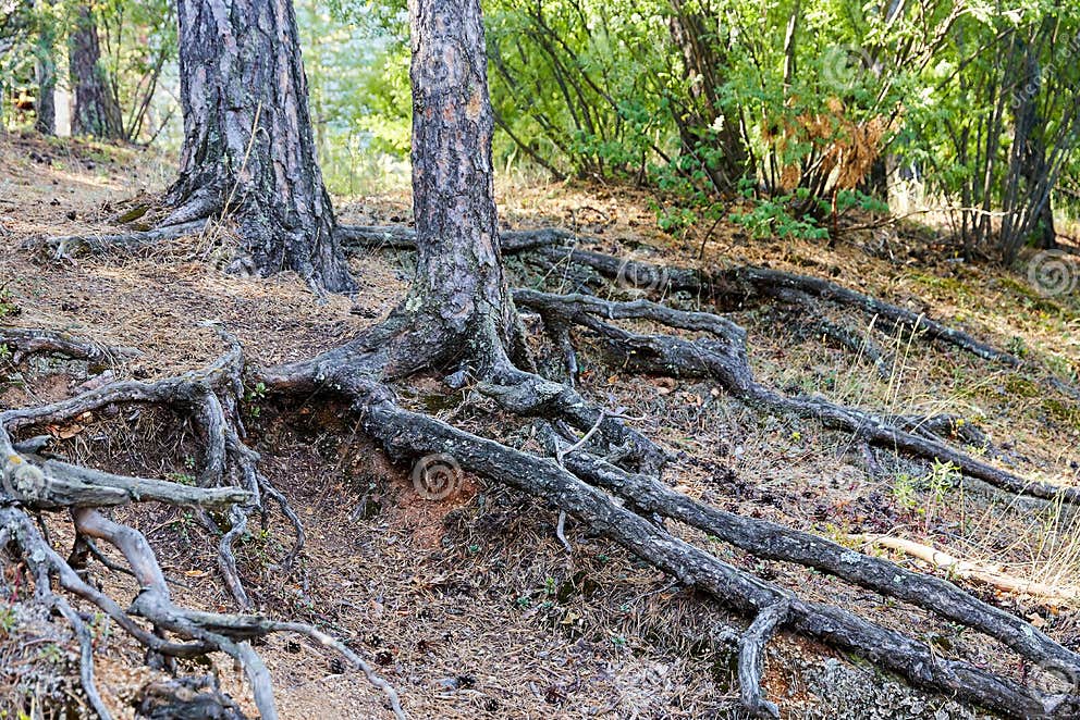 Tree Roots Sticking Out of the Ground Stock Photo - Image of green ...