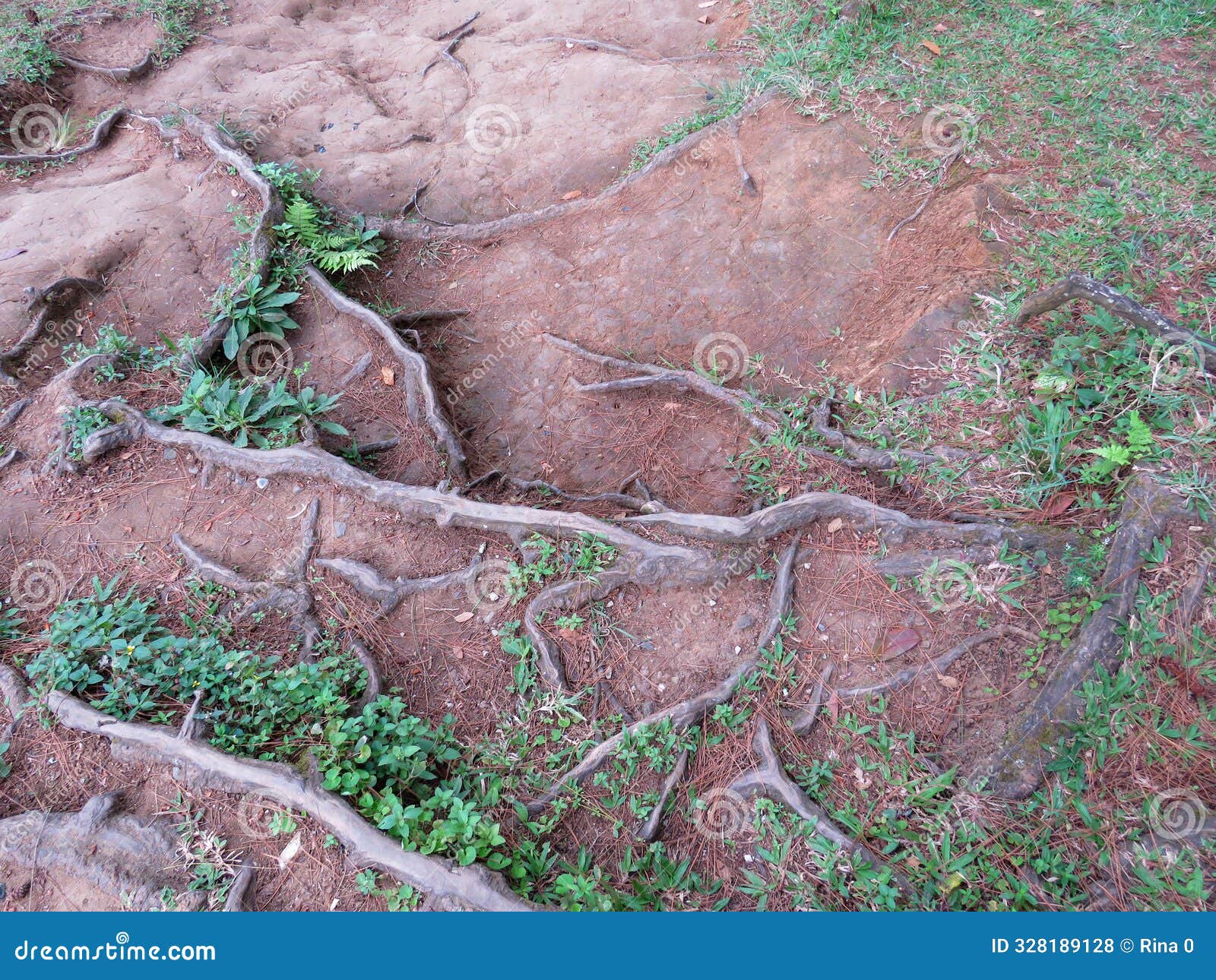 Tree Roots Sticking Out of the Ground. Stock Photo - Image of roots ...