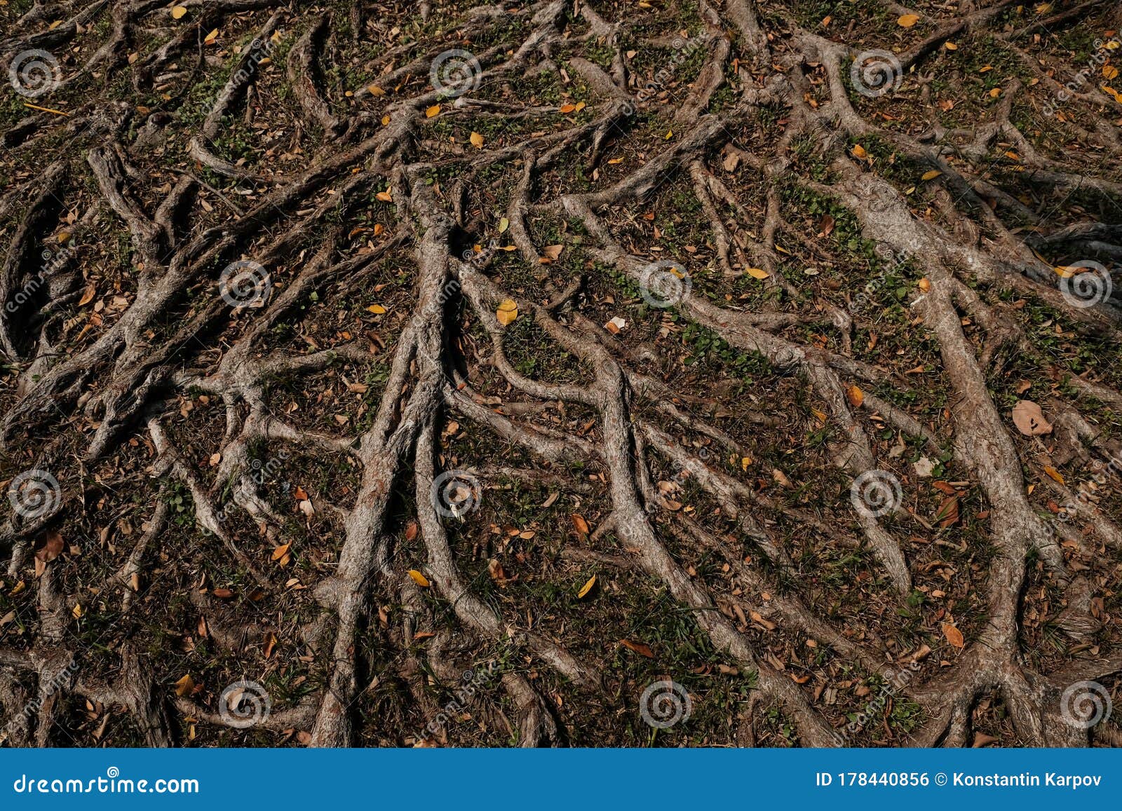 Tree Roots Sticking Out of the Ground As a Natural Texture Stock Photo ...