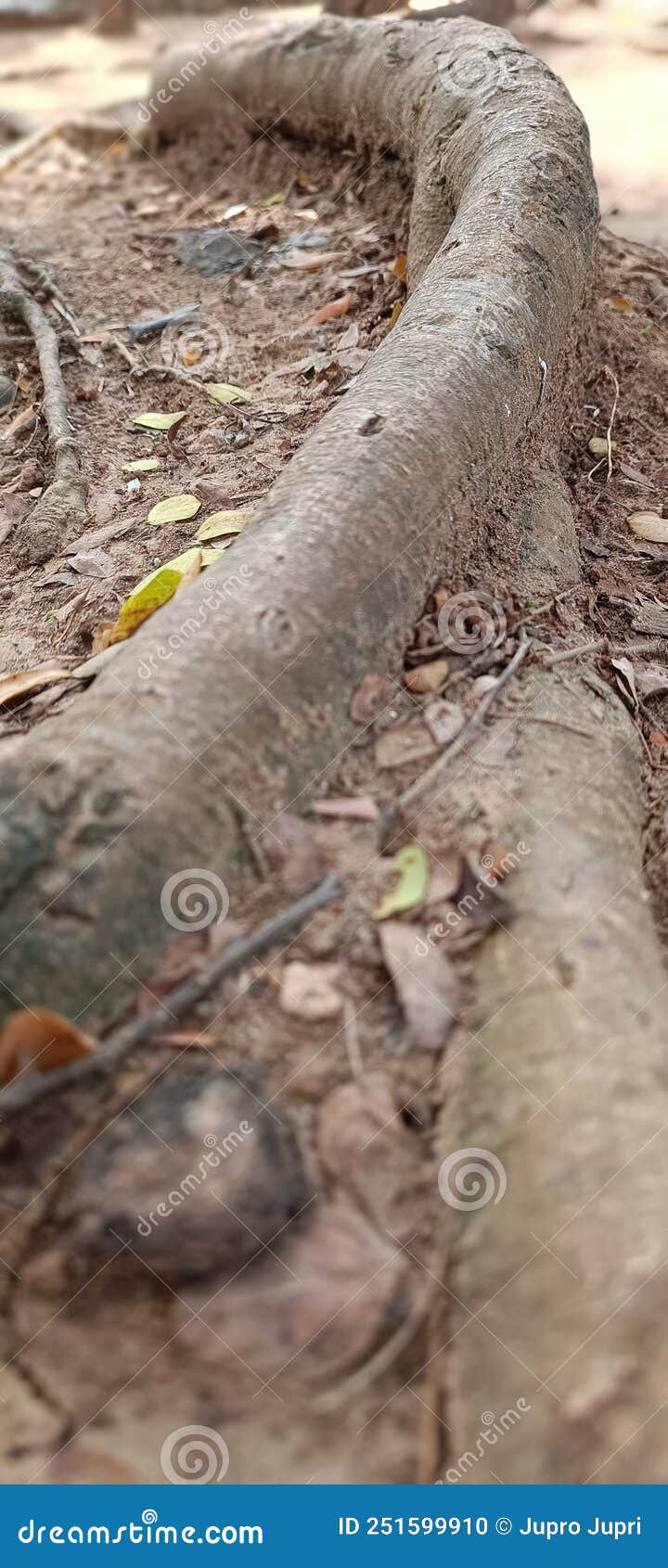 Tree Roots Sticking Out of the Ground in a Garden. Stock Photo - Image ...