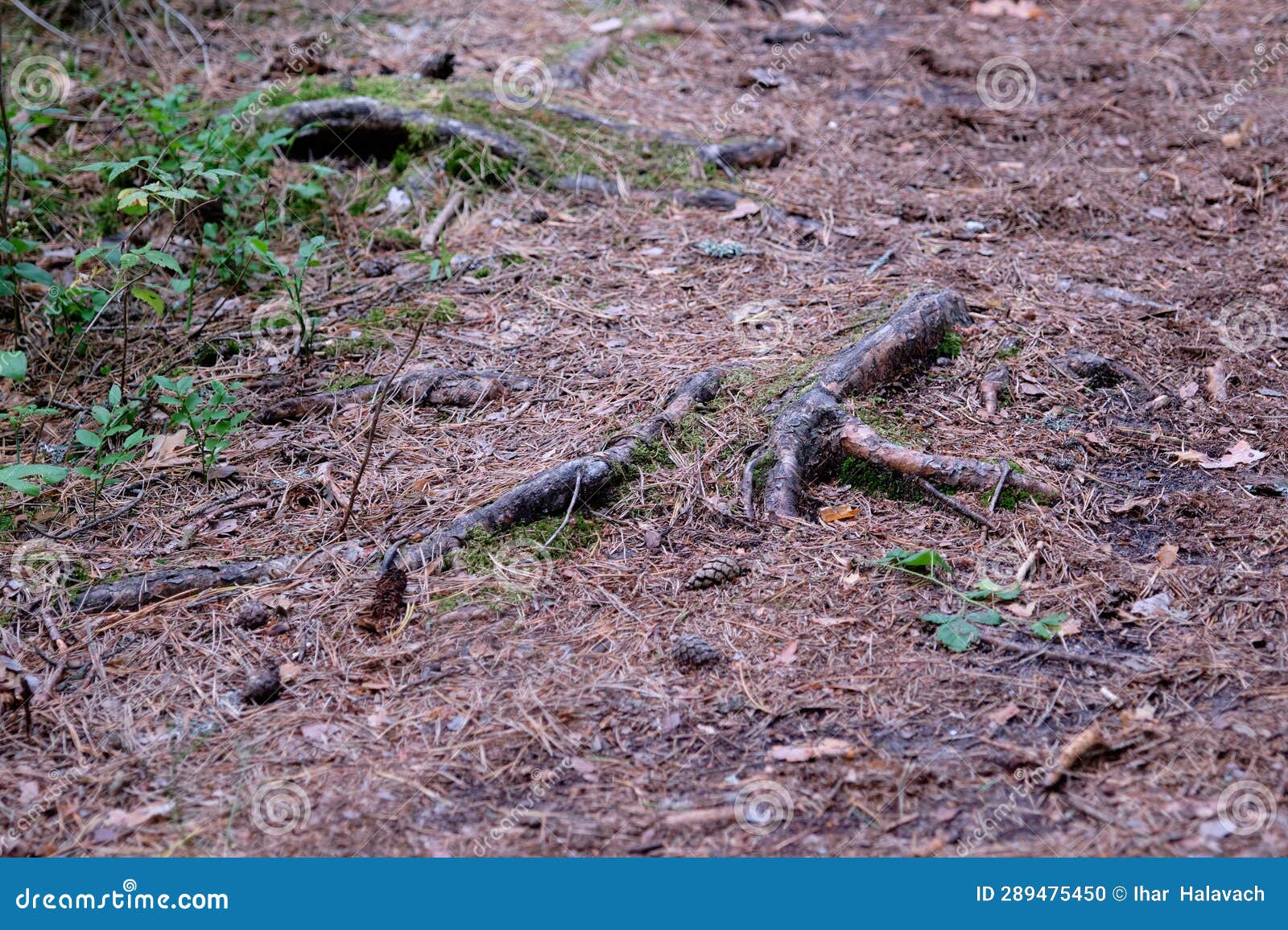 Tree Roots Sticking Out of the Ground on the Path Sprinkled with Pine ...