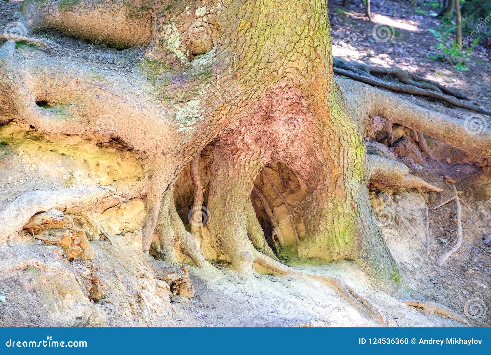 Tree Roots Sticking Out of the Ground. Rows of Trees in Park with Roots ...