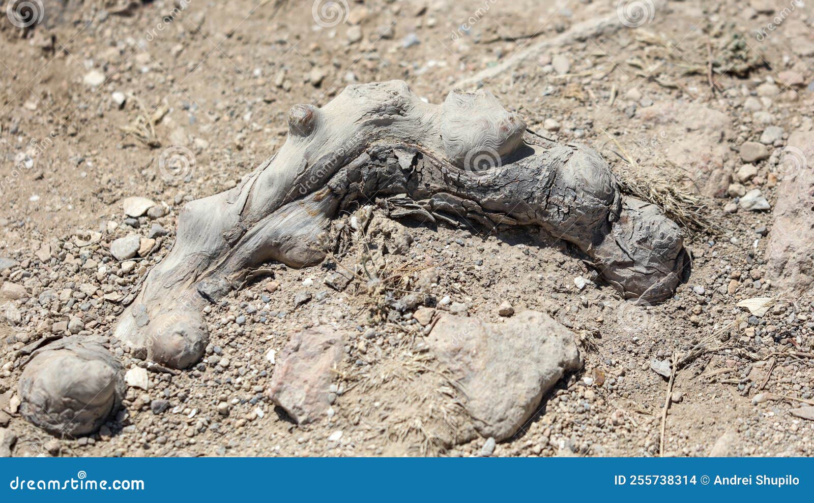 Tree Roots in Stone Ground. Stock Photo - Image of religion, green ...
