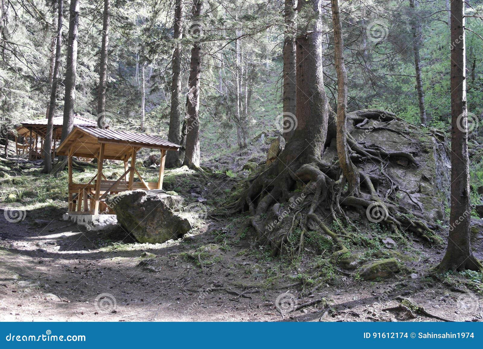 Tree roots stock photo. Image of environment, forest - 91612174