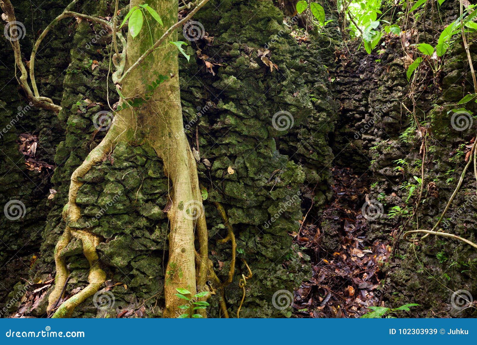 Tree roots on stone wall stock image. Image of pattern - 102303939