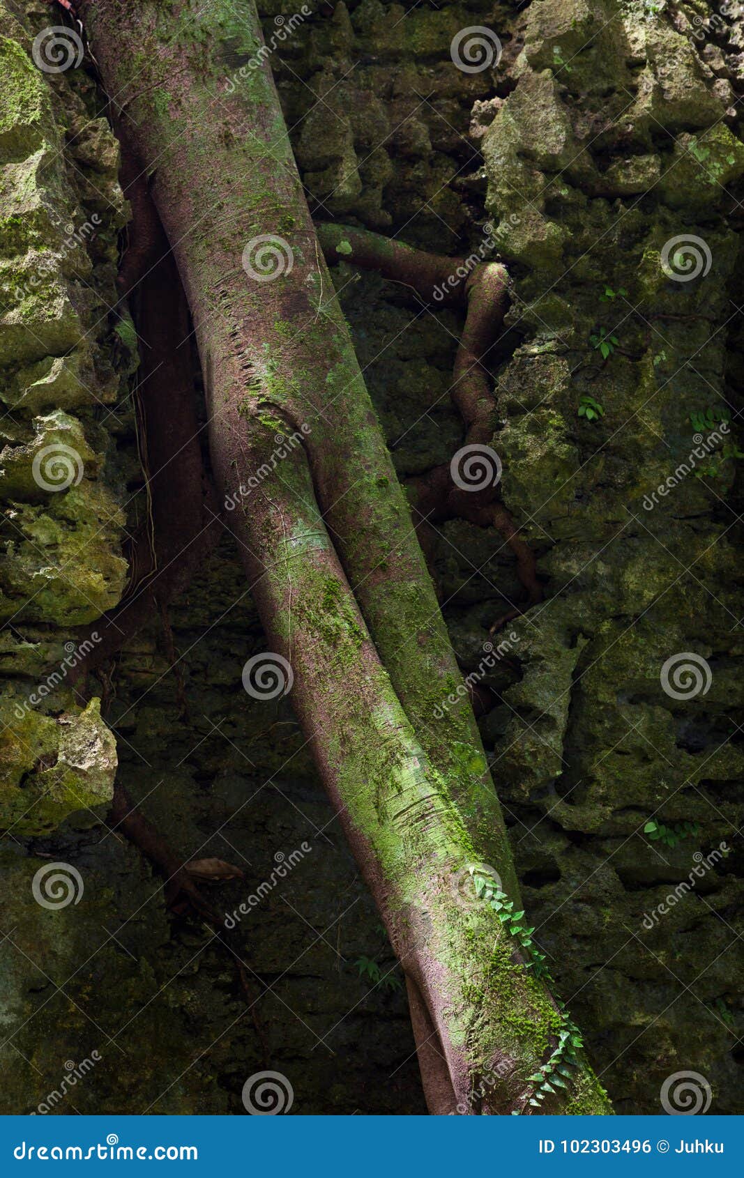 Tree roots on stone wall stock photo. Image of tropical - 102303496