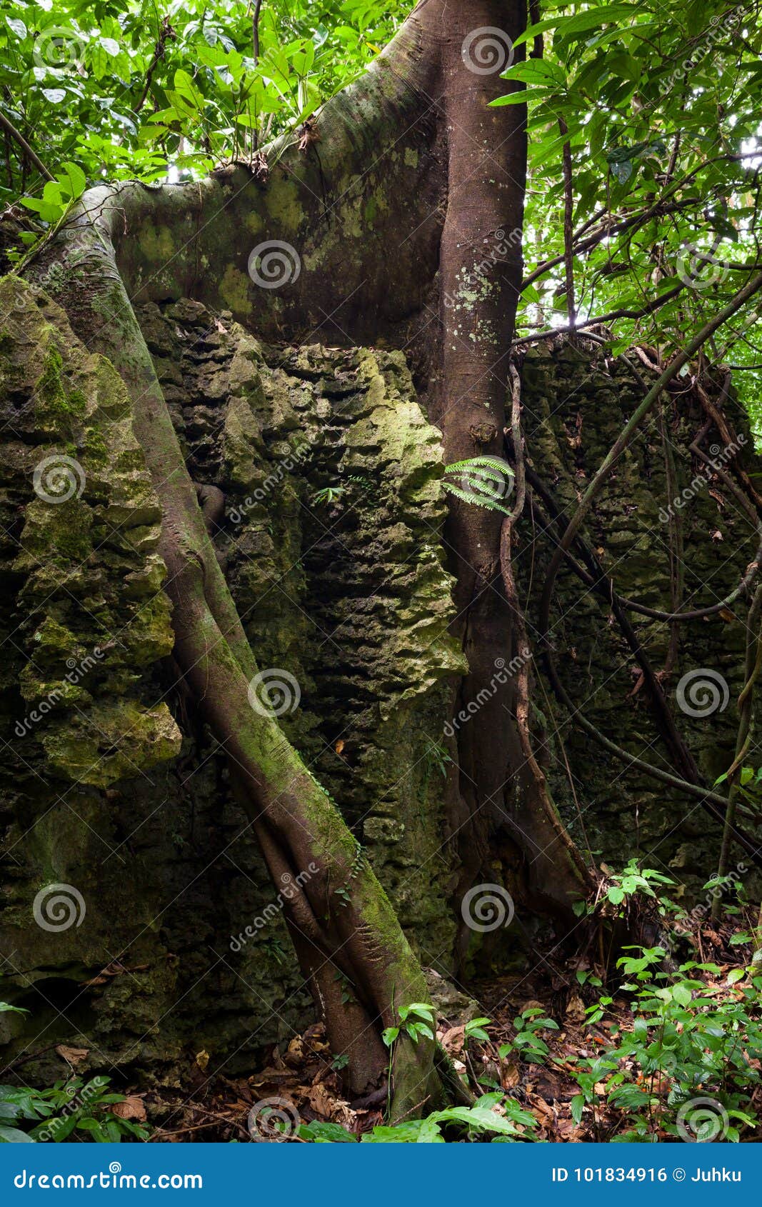 Tree roots on stone wall stock photo. Image of stone - 101834916