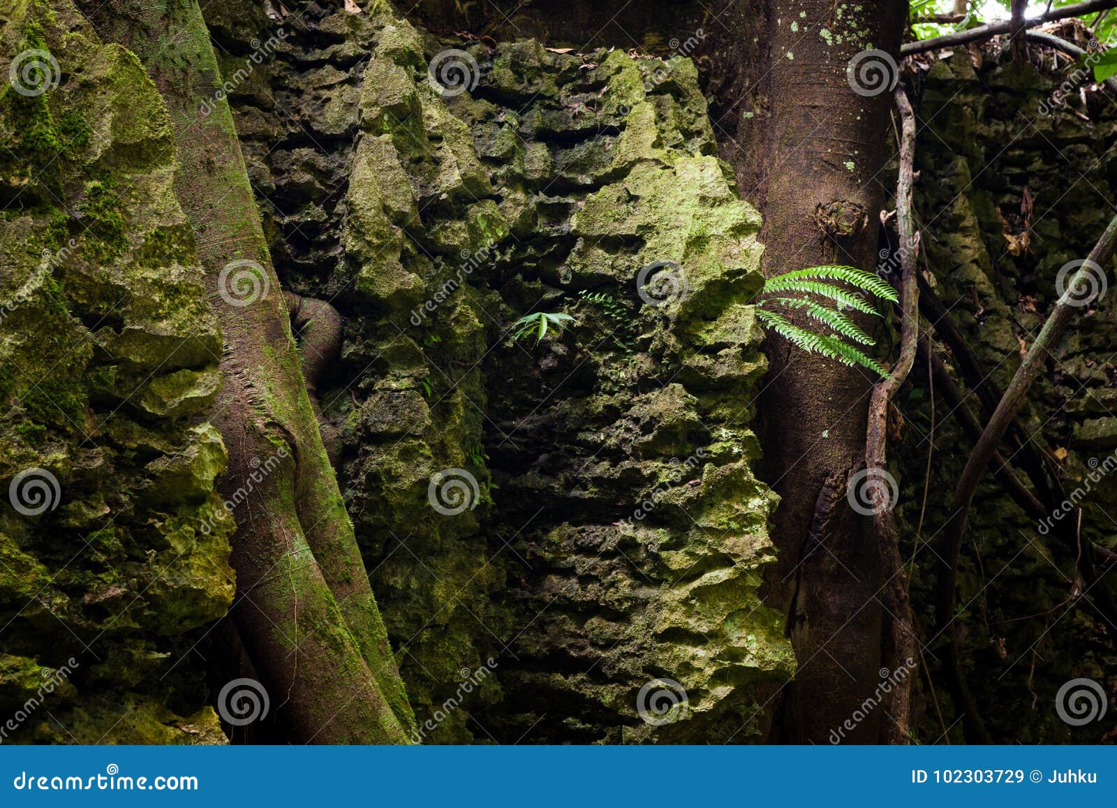 Tree roots on stone wall stock image. Image of pattern - 102303729