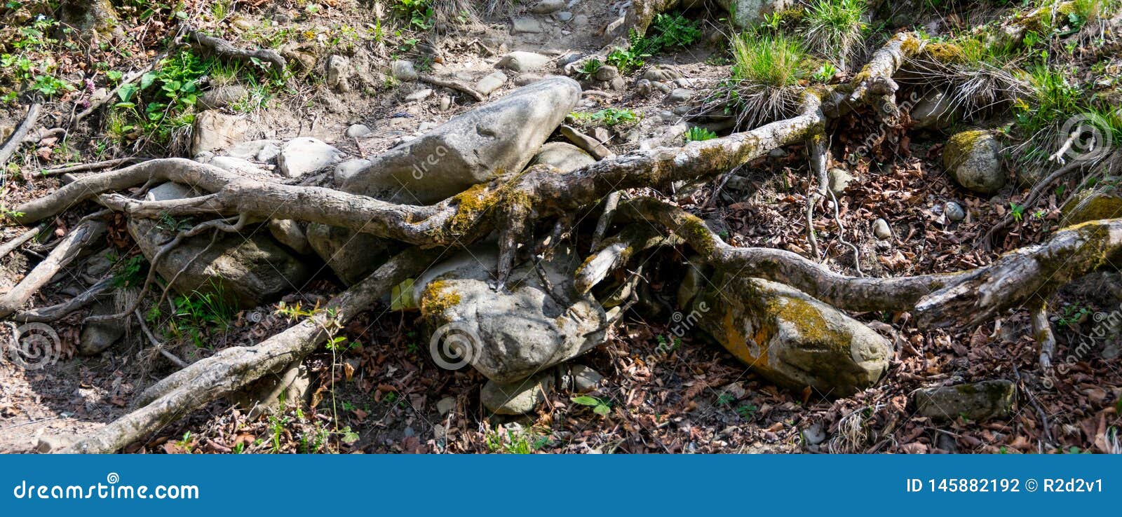 Tree roots and stones stock photo. Image of vacation - 145882192