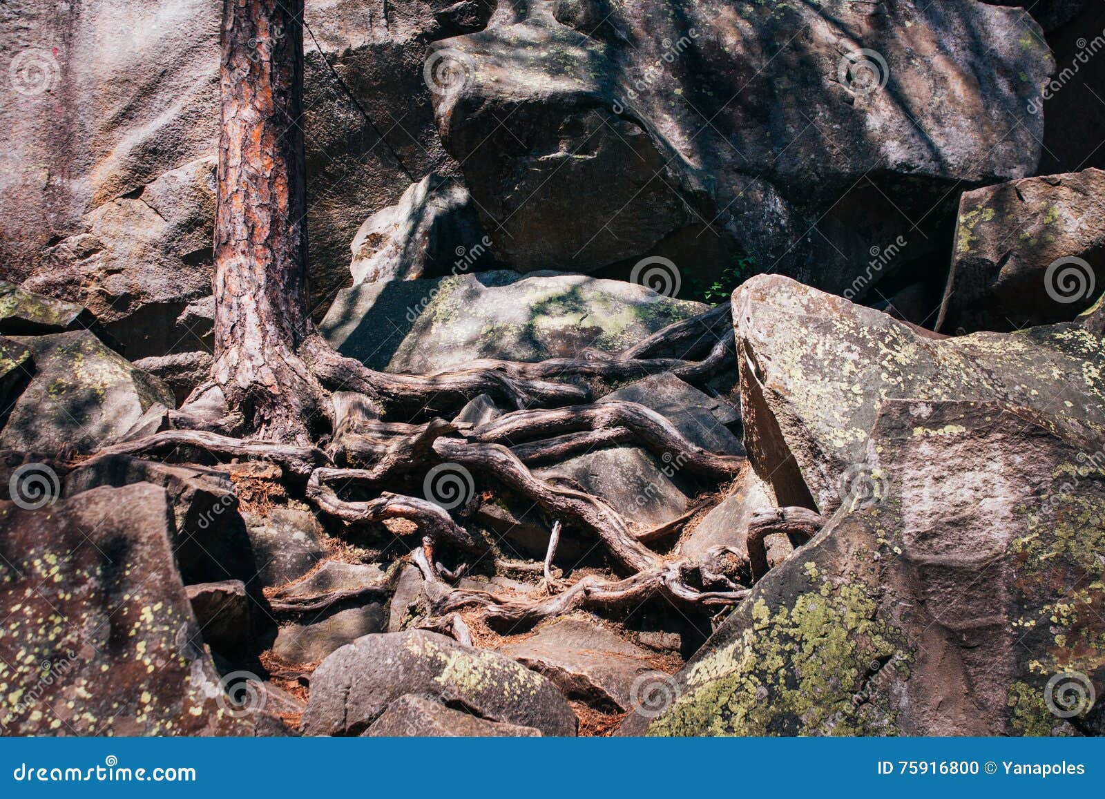 Tree Roots among the Stones Stock Photo - Image of europe, background ...