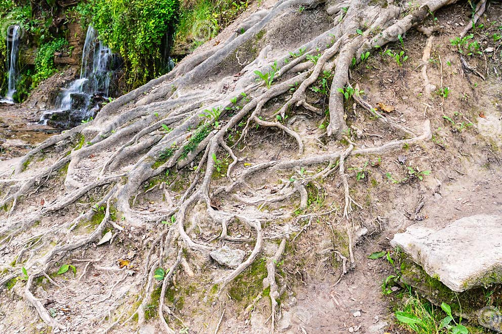 Tree Roots among Stones on a Hillside. Stock Photo - Image of growing ...