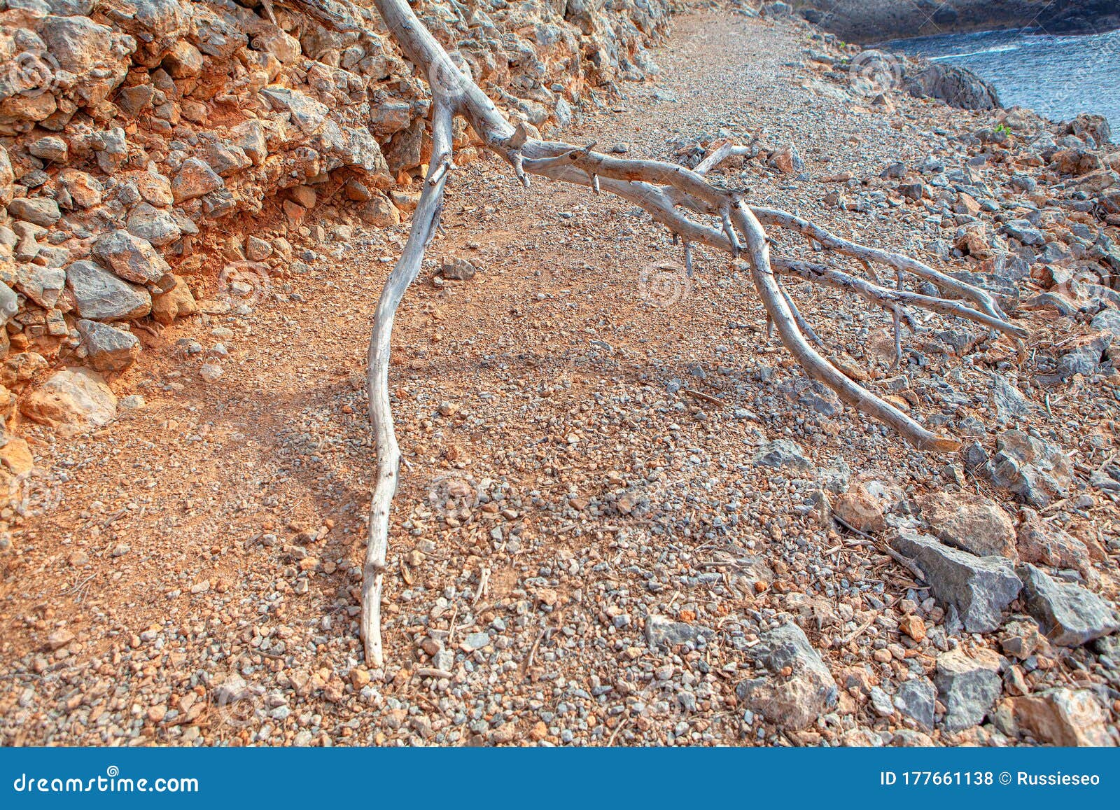 Tree roots and stones stock photo. Image of crack, abstract - 177661138