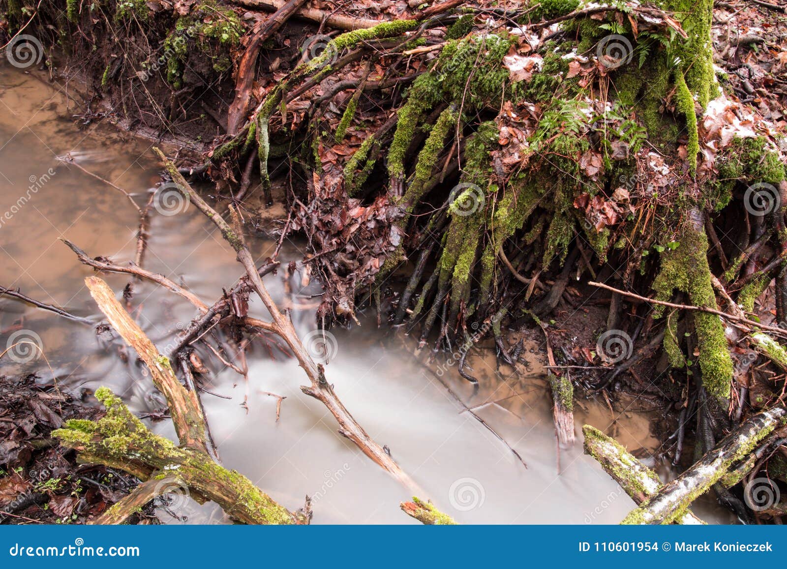 Tree Roots in a Stream of Water Stock Photo - Image of winter, pond ...