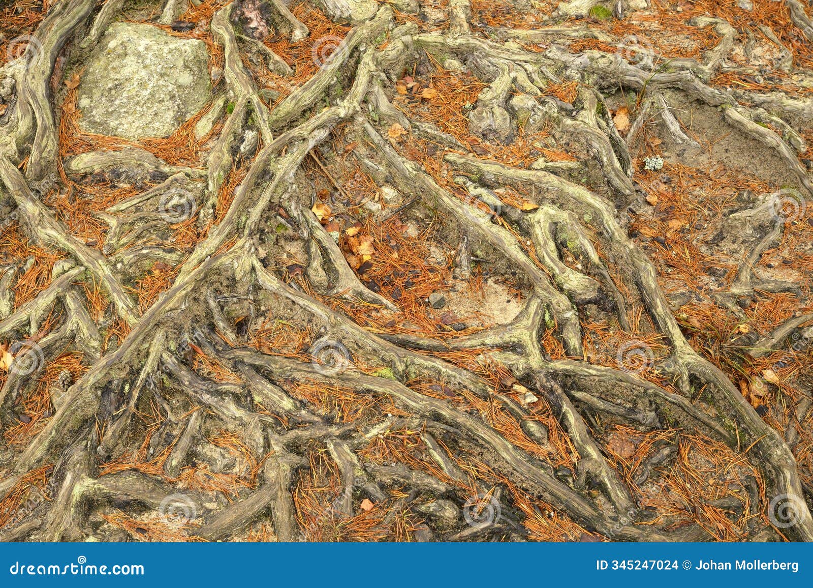 Tree Roots, Stretching Forward Stock Photo - Image of color, wood ...