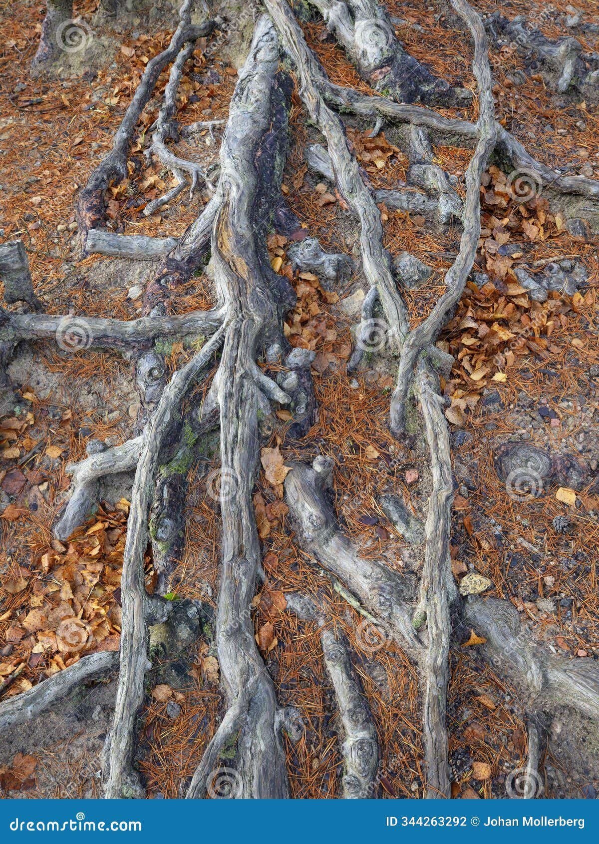 Tree Roots, Stretching Forward Stock Photo - Image of brown, root ...