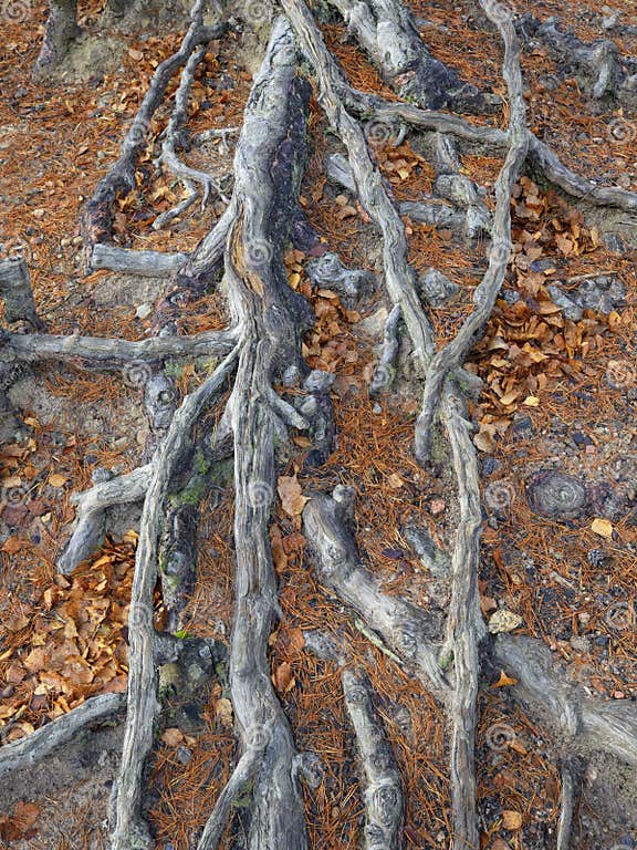 Tree Roots, Stretching Forward Stock Photo - Image of brown, root ...