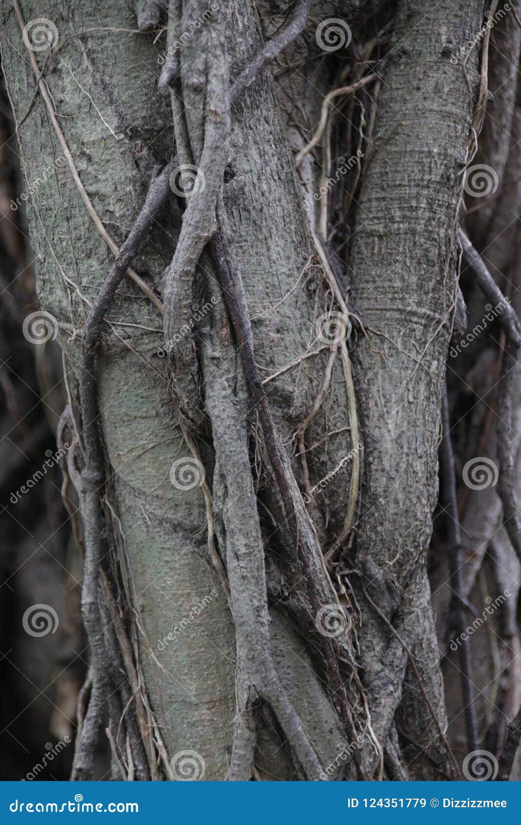 Close up Roots of the Tree stock image. Image of team - 124351779