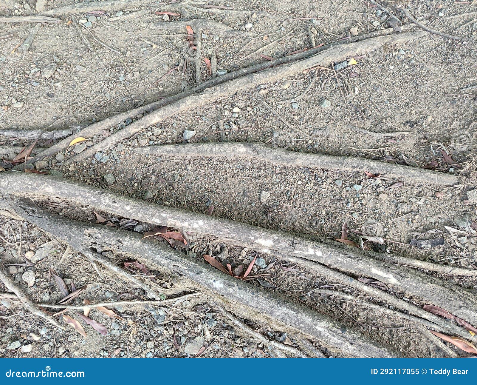 Tree Roots Struggle To Find Water Sources Stock Image - Image of roots ...
