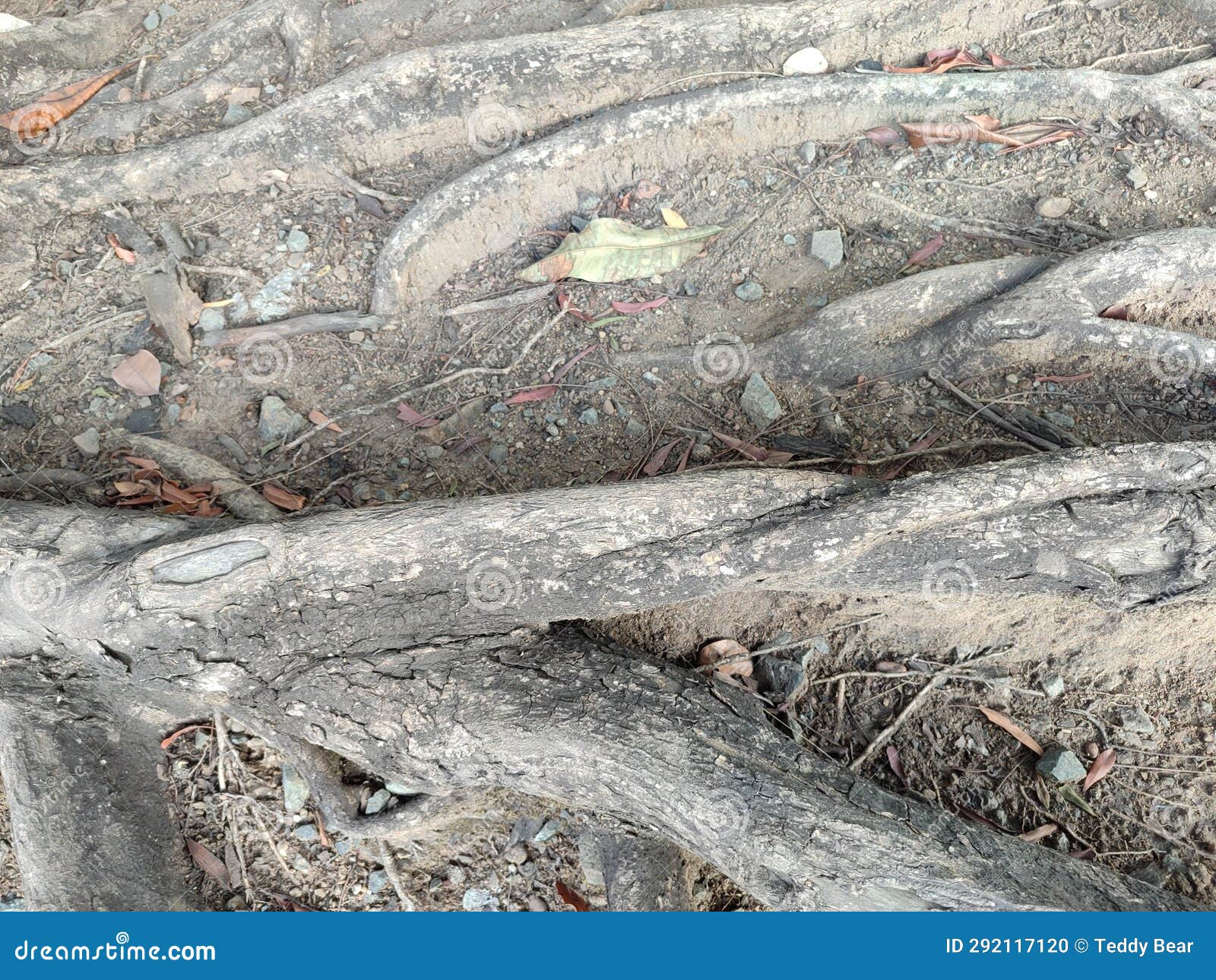 Tree Roots Struggle To Find Water Sources Stock Photo - Image of ...