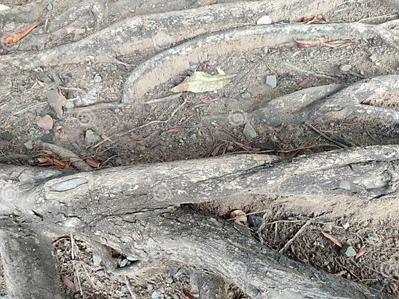 Tree Roots Struggle To Find Water Sources Stock Photo - Image of ...
