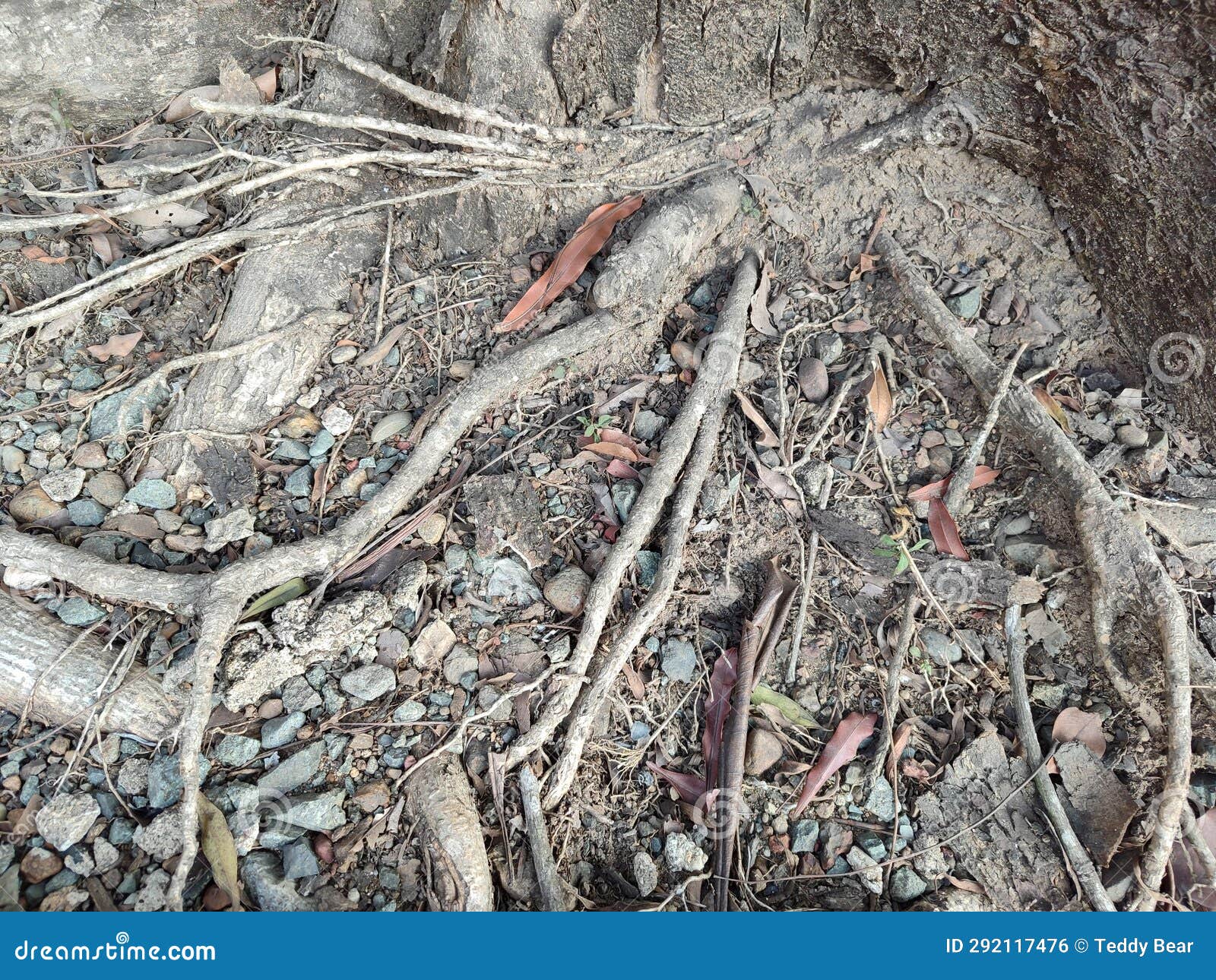 Tree Roots Struggle To Find Water Sources Stock Photo - Image of ...