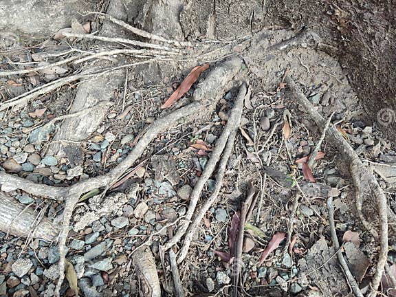 Tree Roots Struggle To Find Water Sources Stock Photo - Image of ...