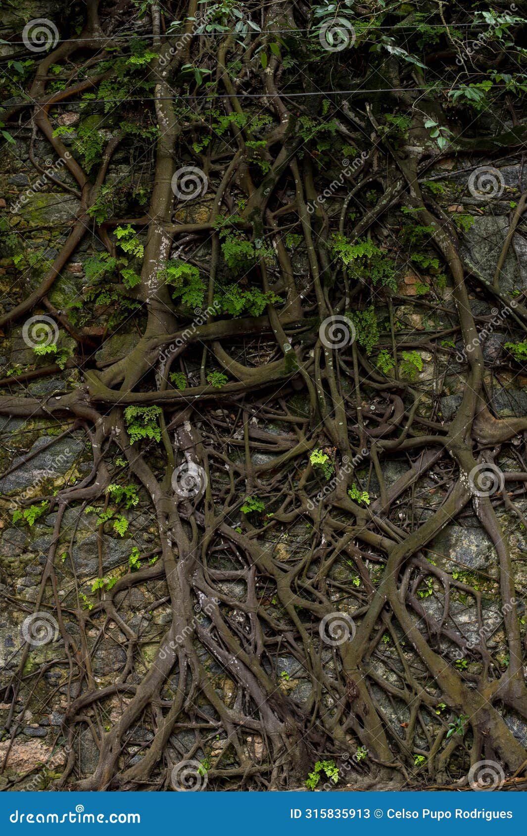 Tree Roots Stuck in Old Stone Wall in Nature Location Stock Image ...