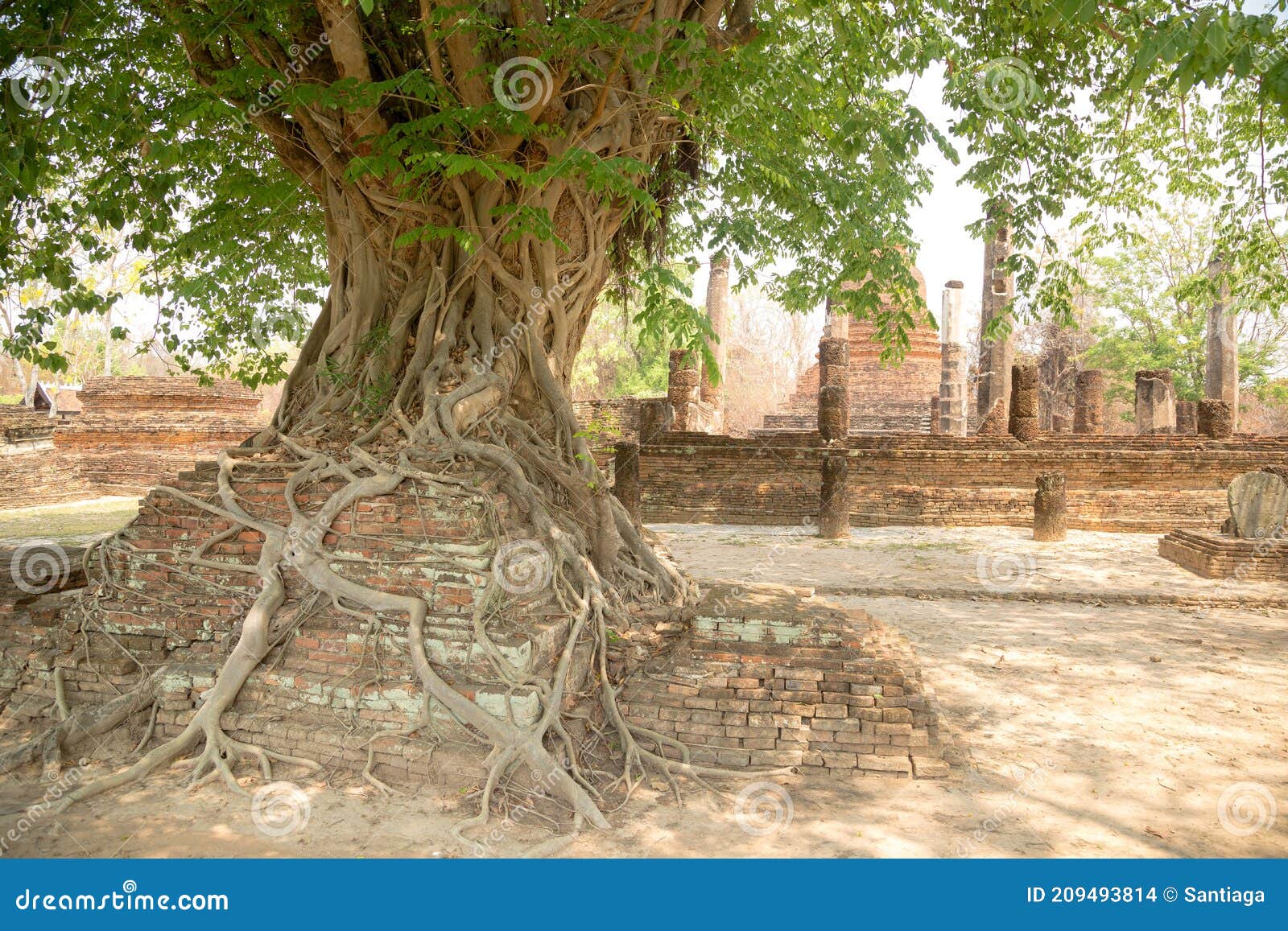 Giant Tree Roots, Sukhothai Historical Park, Thailand Stock Photo ...